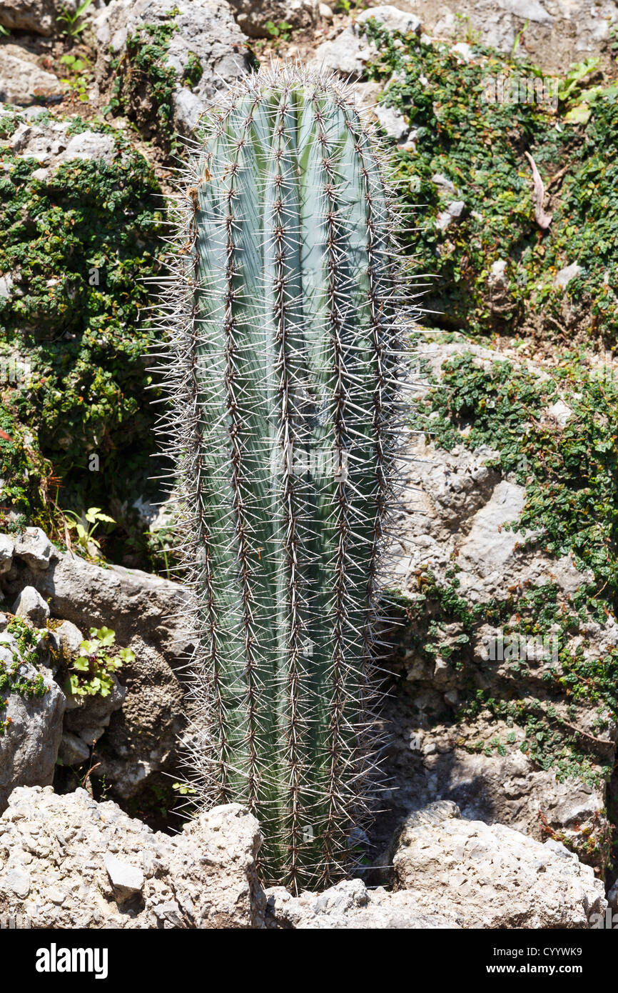 Beautiful shape hi-res stock photography and images - Alamy