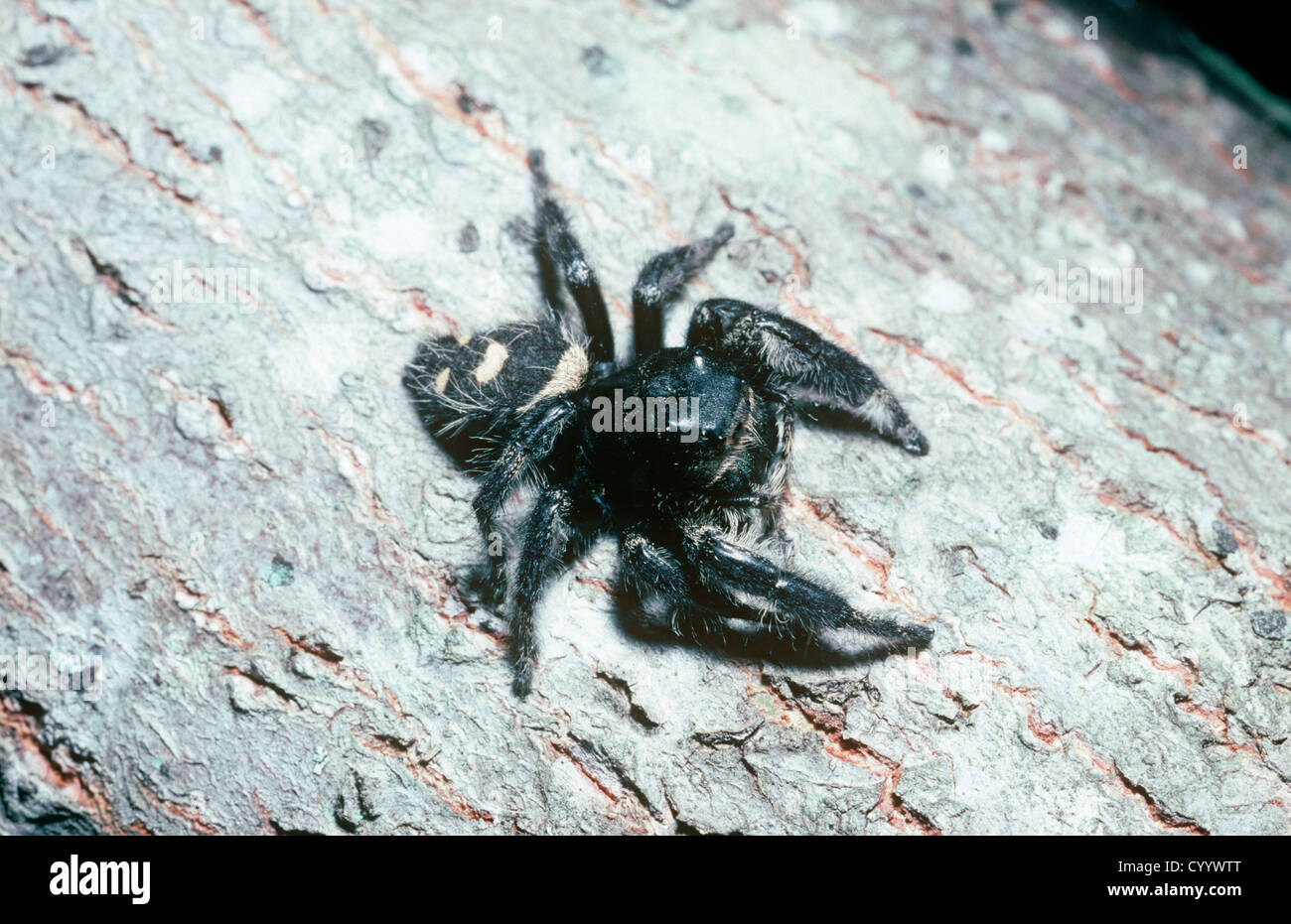 North carolina spiders hi-res stock photography and images - Alamy
