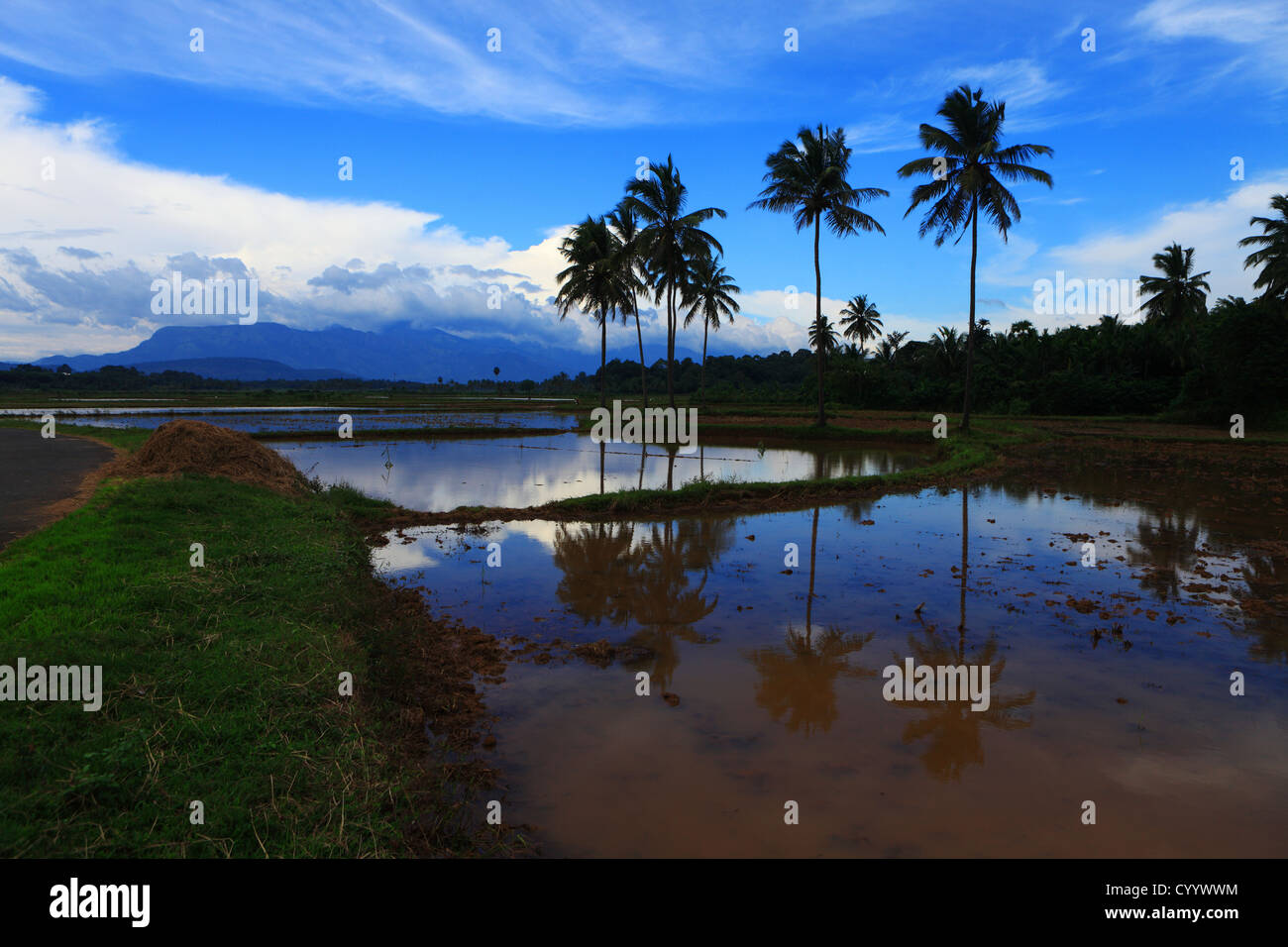 landscape of palakkad district, kerala, india Stock Photo - Alamy