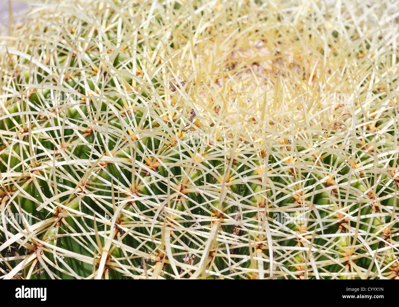 Beautiful shape green cactus plant Stock Photo - Alamy