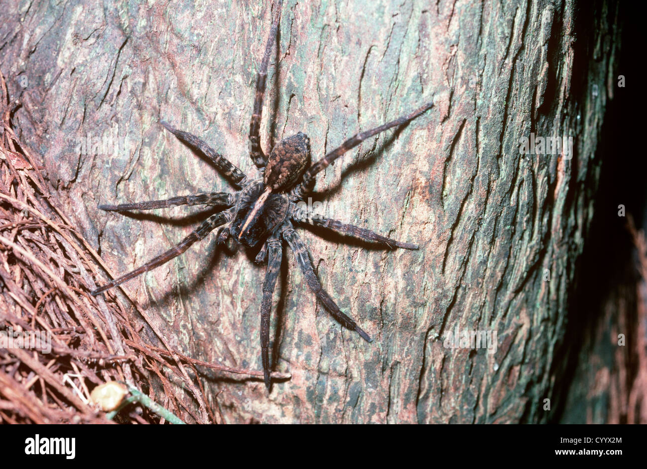 Wolf spider (Gladicosa pulchra: Lycosidae) on a swamp cypress trunk ...