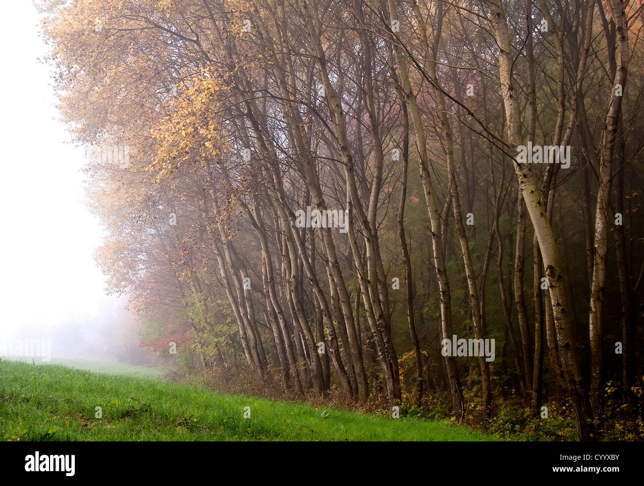 Edge of forest with meadow hi-res stock photography and images - Alamy