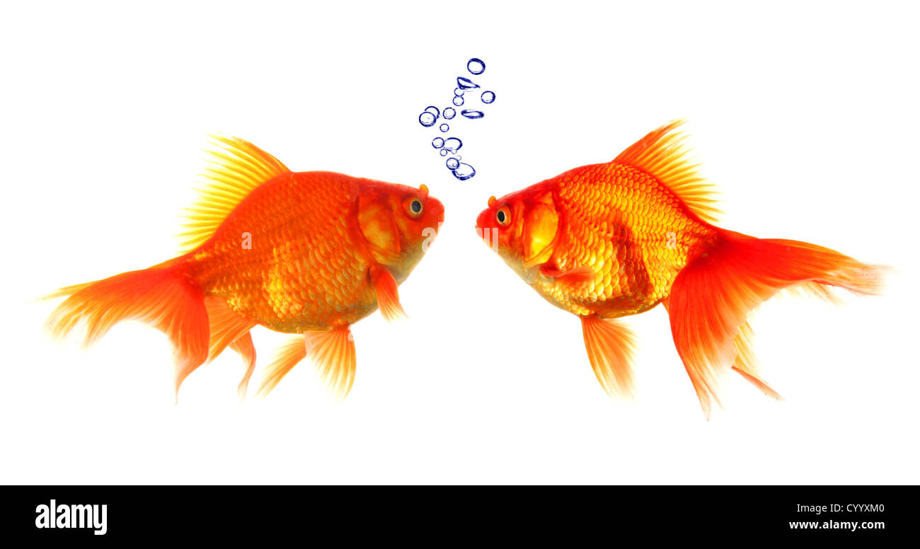 goldfish with bubbles showing discussion talk or conversation concept ...