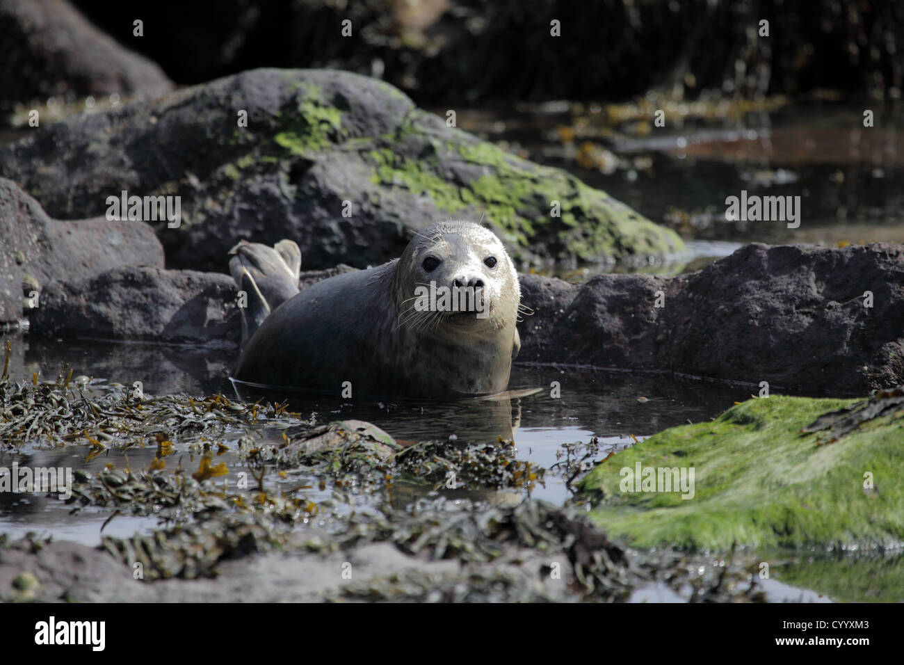 Grey seal ravenscar hi-res stock photography and images - Alamy