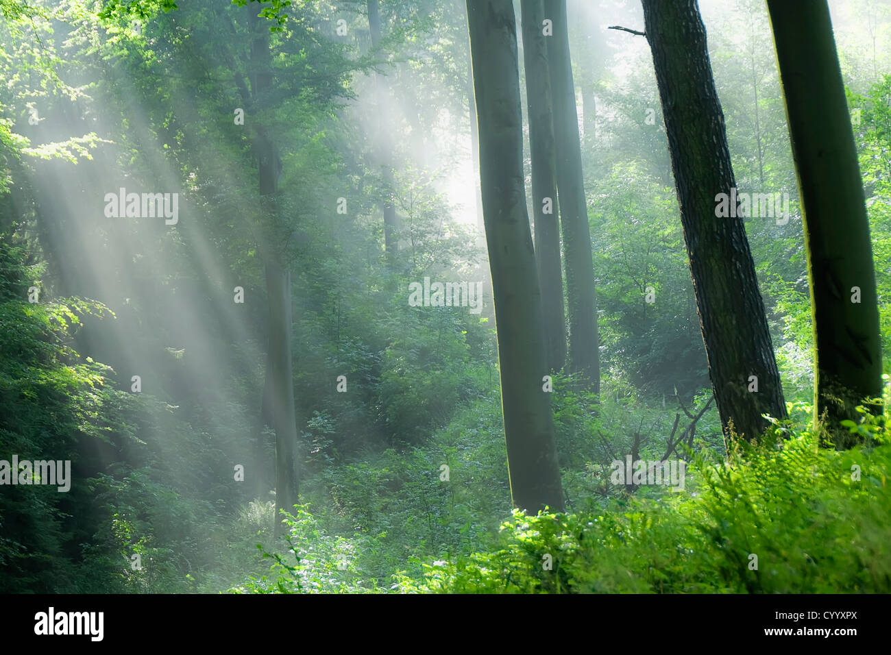 sunbeams in the forest Stock Photo - Alamy