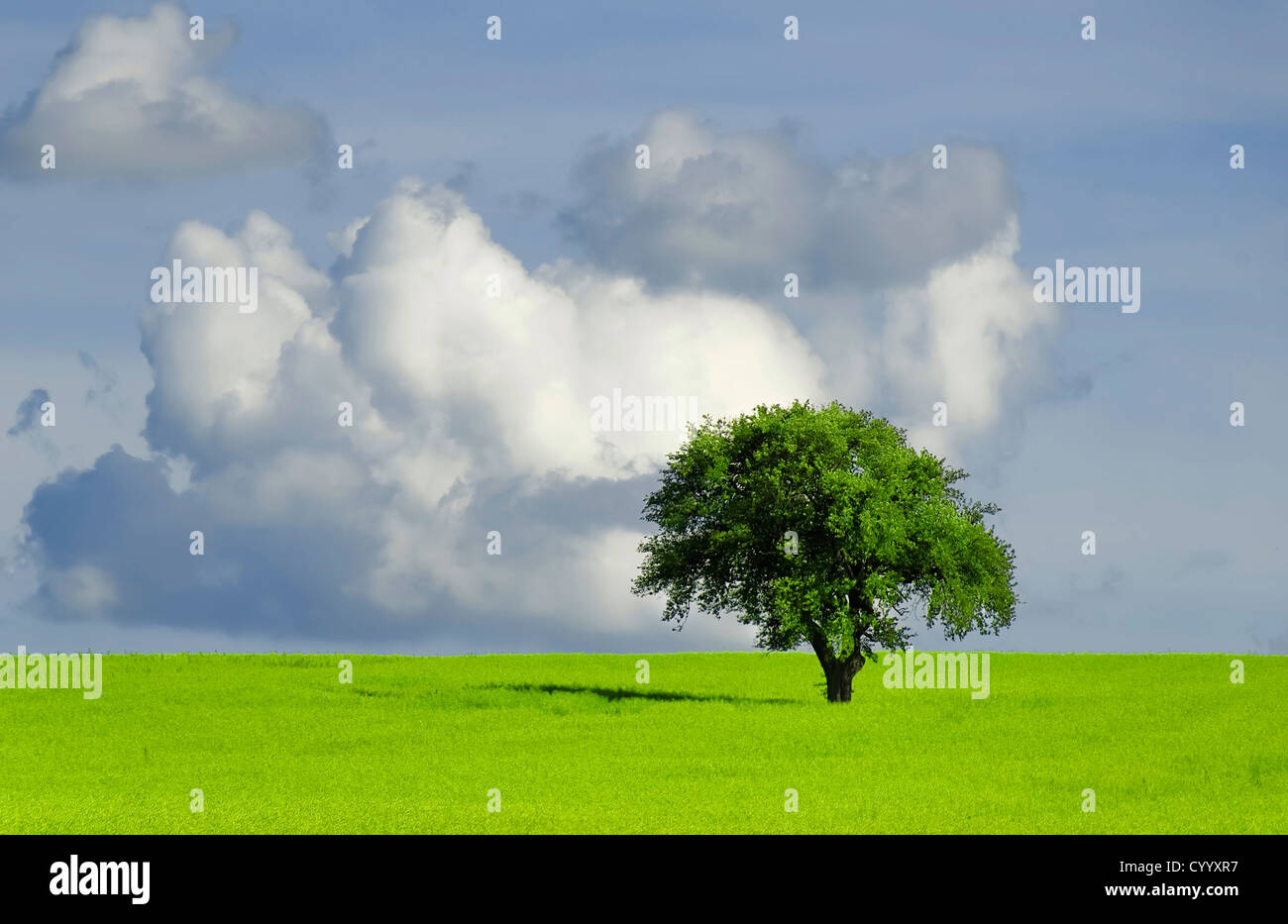 isolated tree in a green field Stock Photo - Alamy