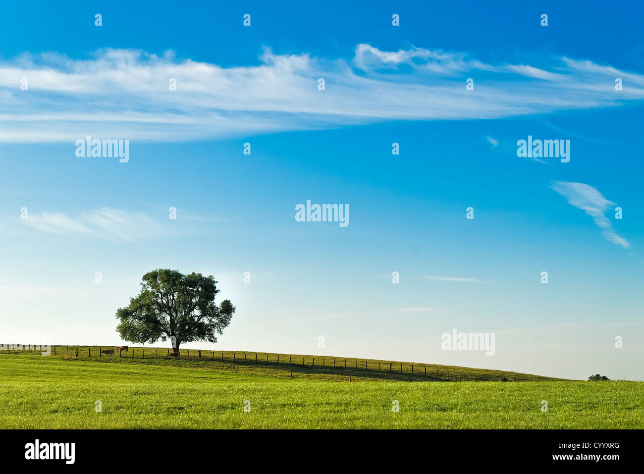 Isolated tree hi-res stock photography and images - Alamy