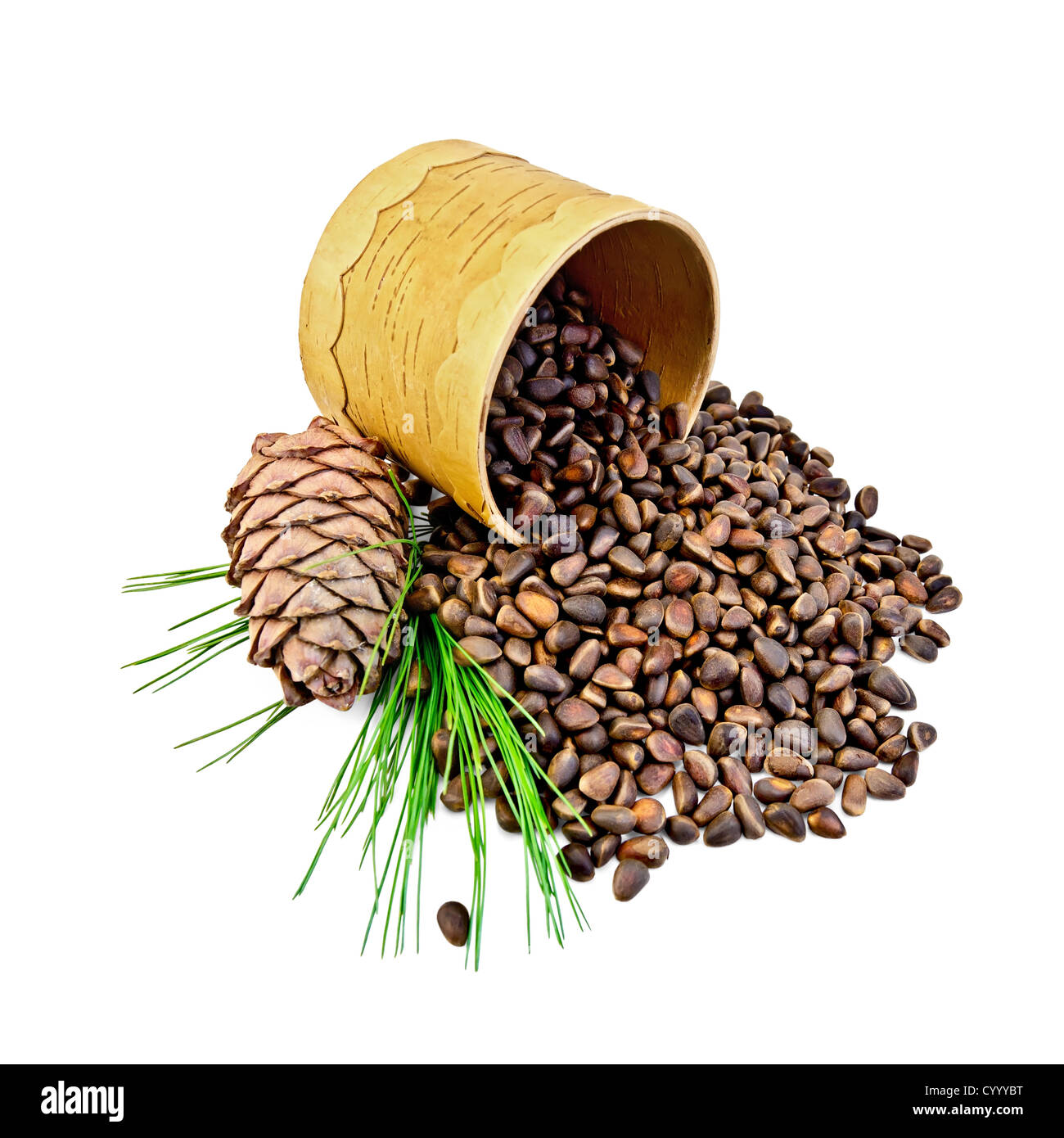 Cedrine nuts with the cone and cedar twig in a birch tueski isolated on ...