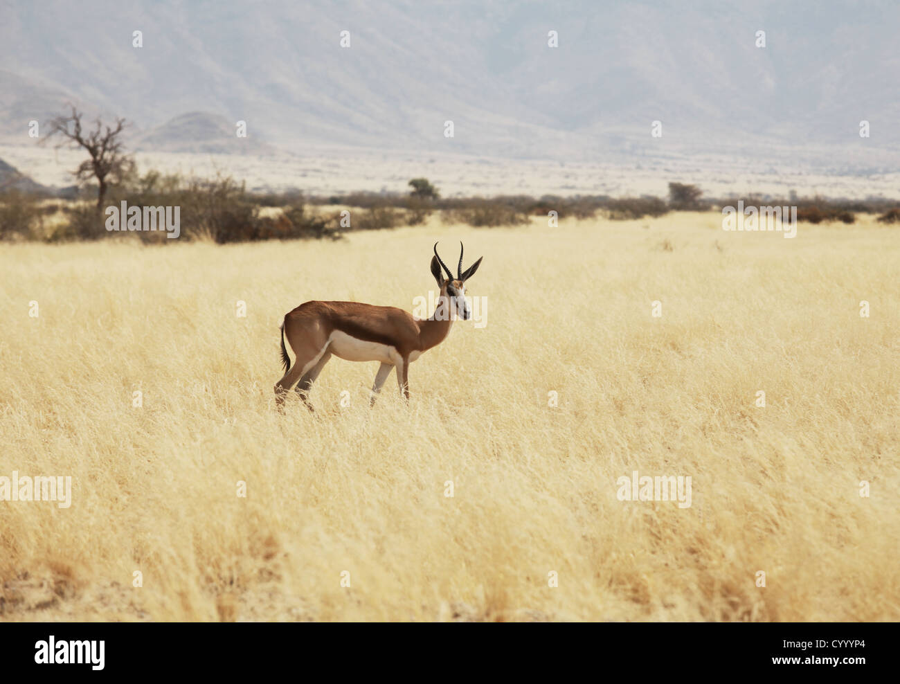 Sprinbok hi-res stock photography and images - Alamy