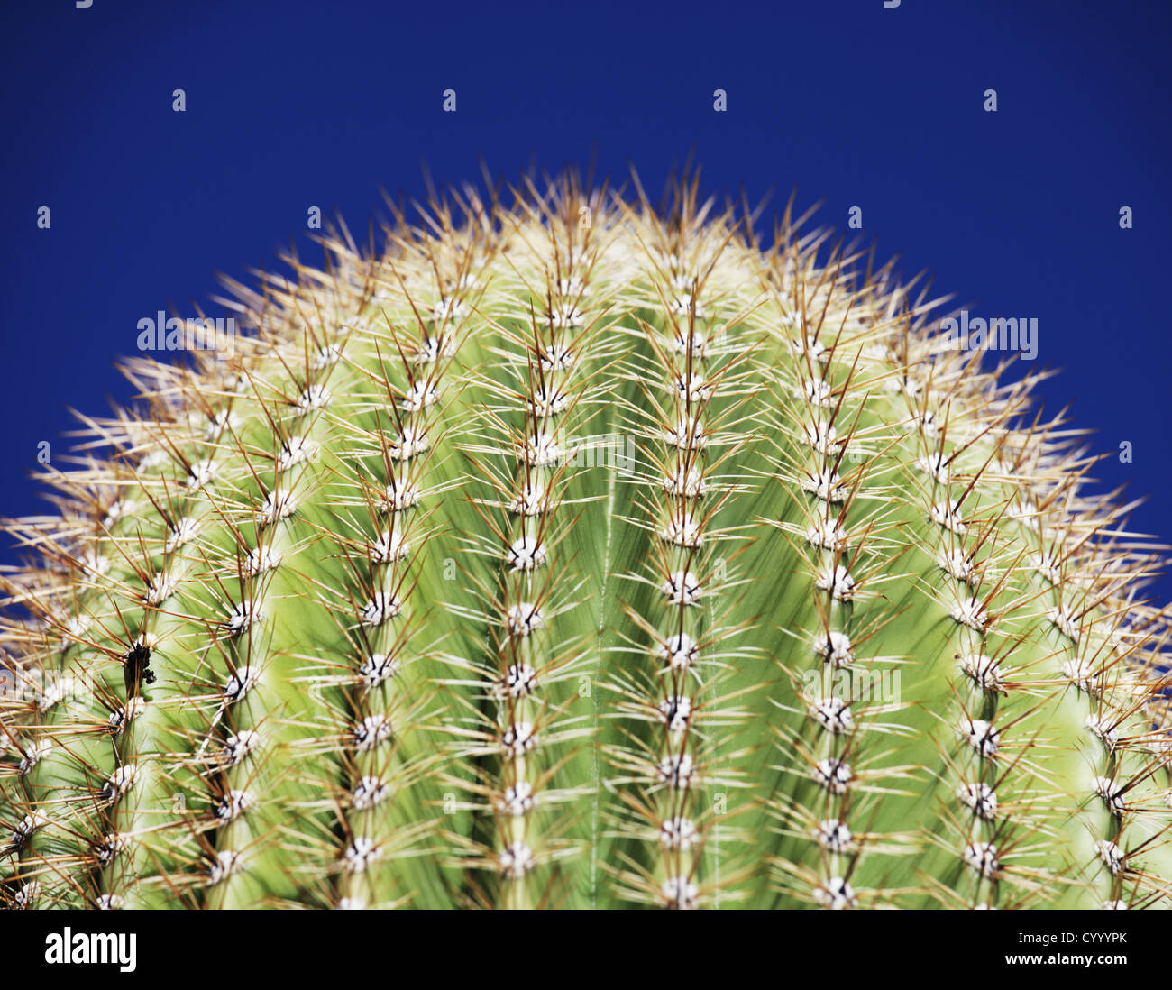 Cactus close up Stock Photo - Alamy