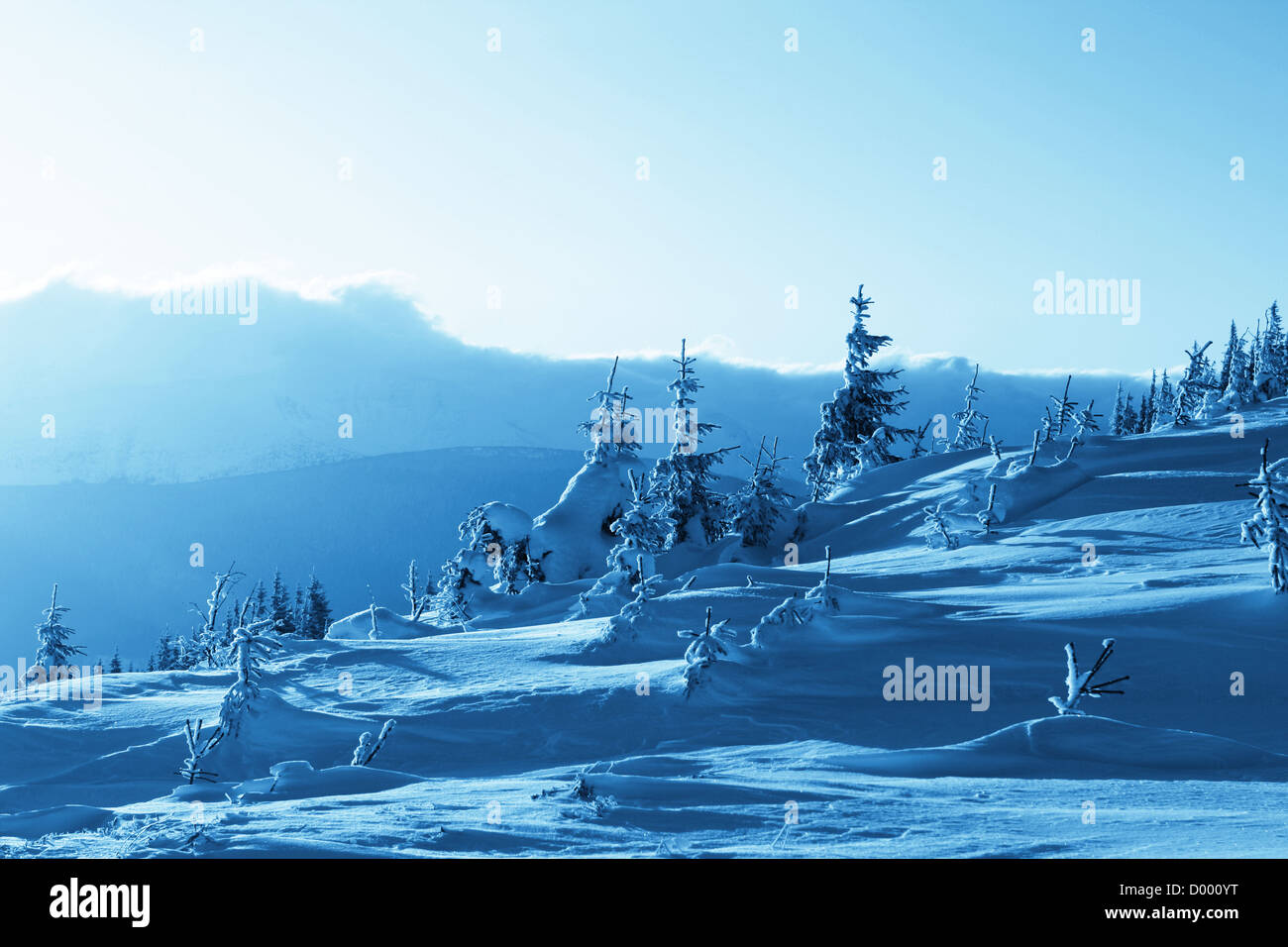 Christmas theme- frozen trees Stock Photo - Alamy