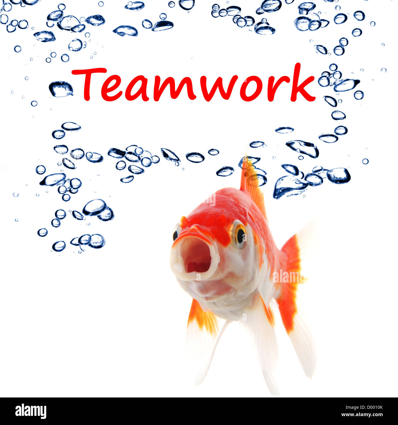 teamwork or team concept with word and goldfish on white Stock Photo ...