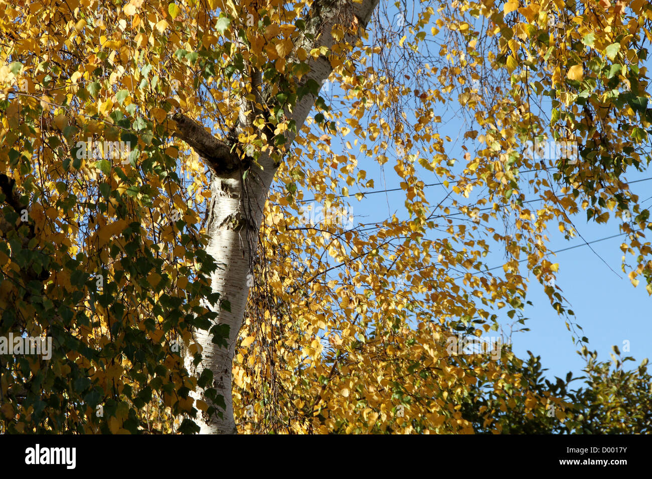 Silver birch tree twigs hi-res stock photography and images - Alamy