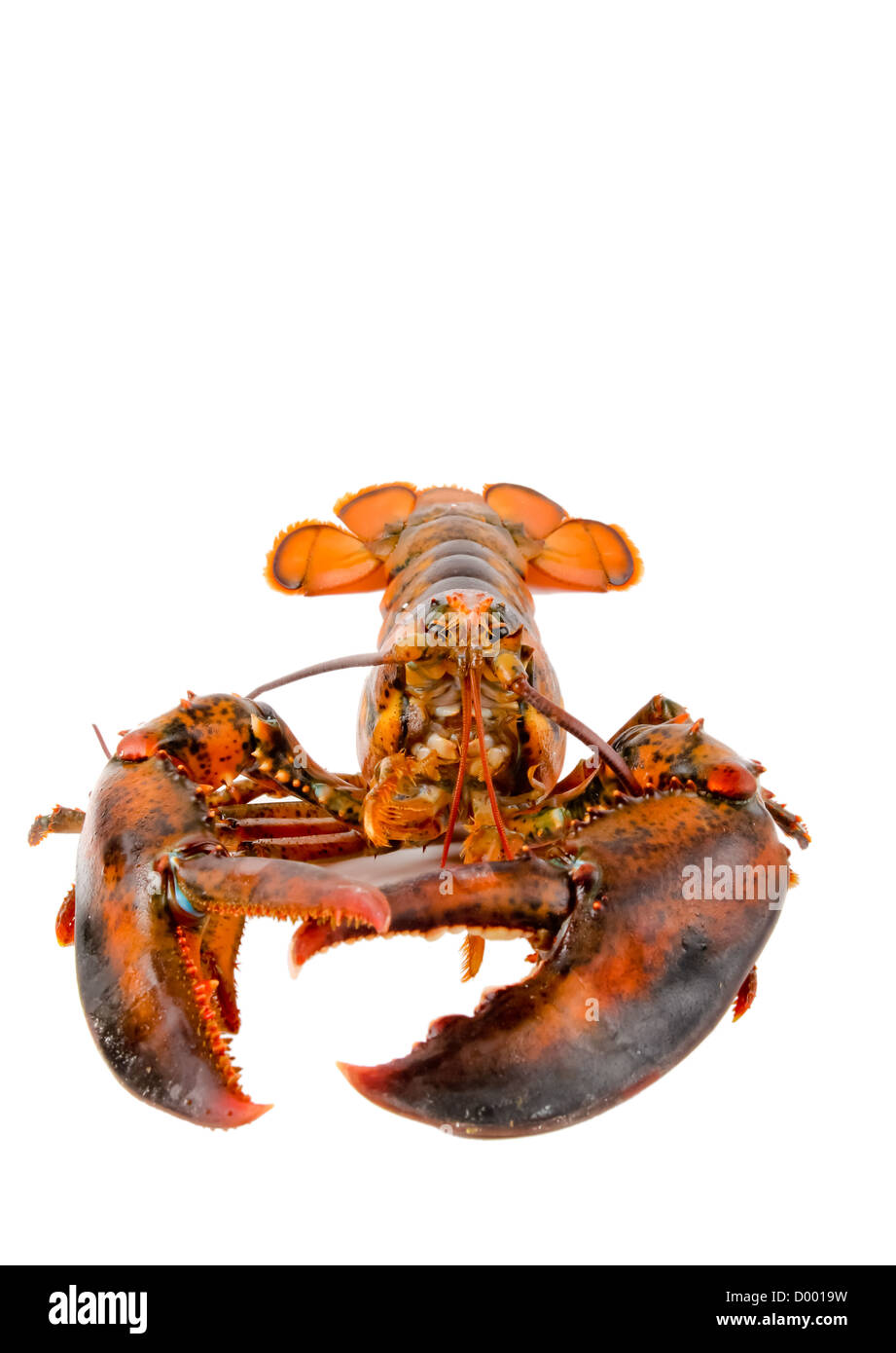 Fresh live lobster Stock Photo - Alamy