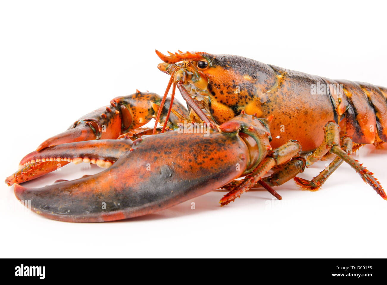 Lobster animal hi-res stock photography and images - Alamy