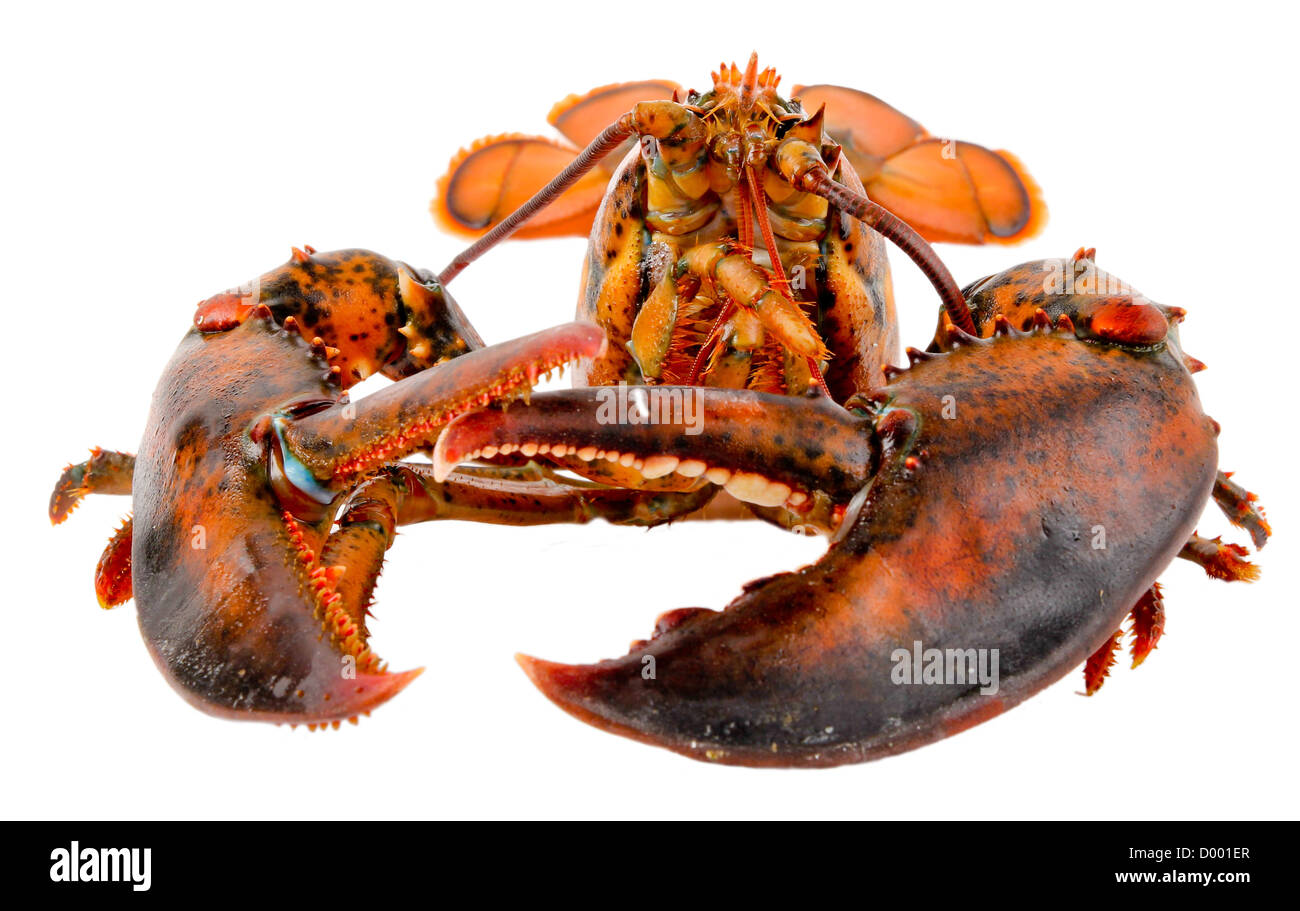 Lobster Animal High Resolution Stock Photography and Images - Alamy