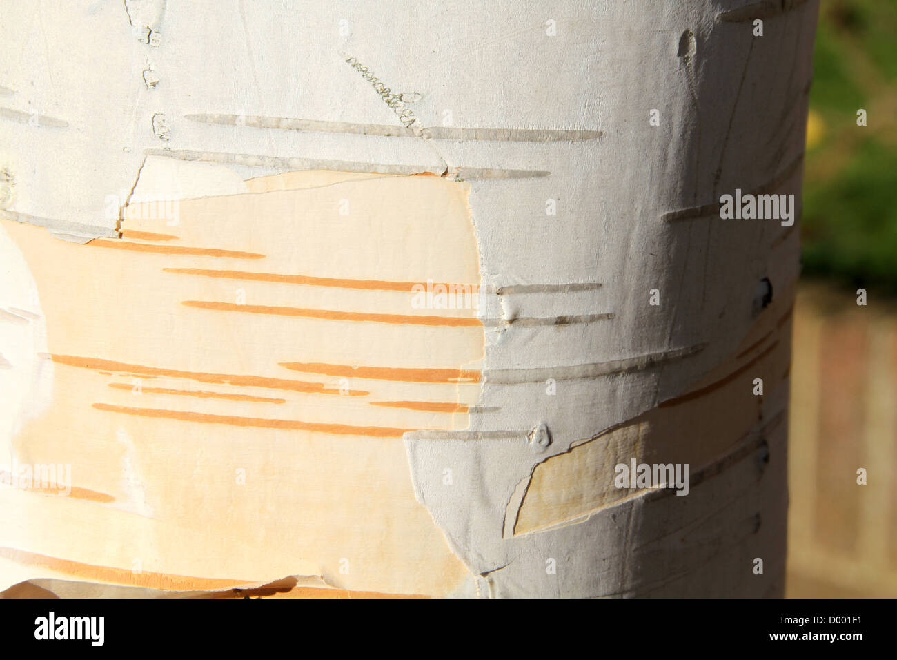 Silver birch tree trunk hi-res stock photography and images - Alamy