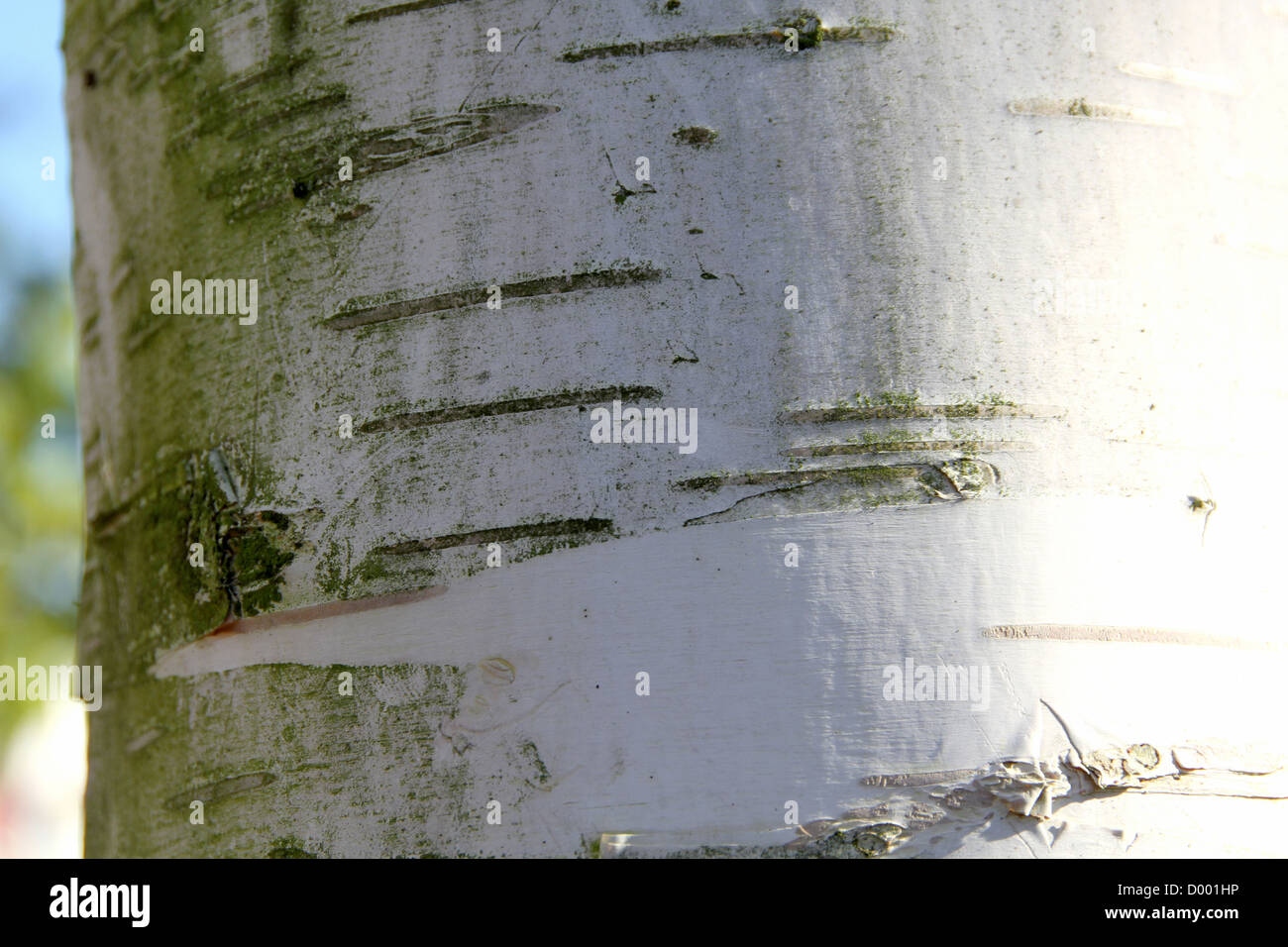 Silver birch tree trunk hi-res stock photography and images - Alamy