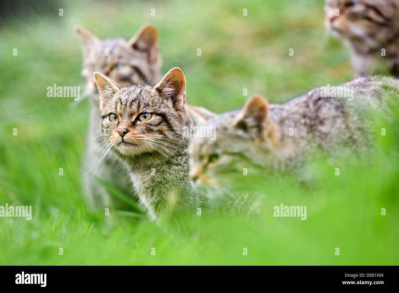 Wild Cats; Felix sylvestris; captive; UK Stock Photo - Alamy