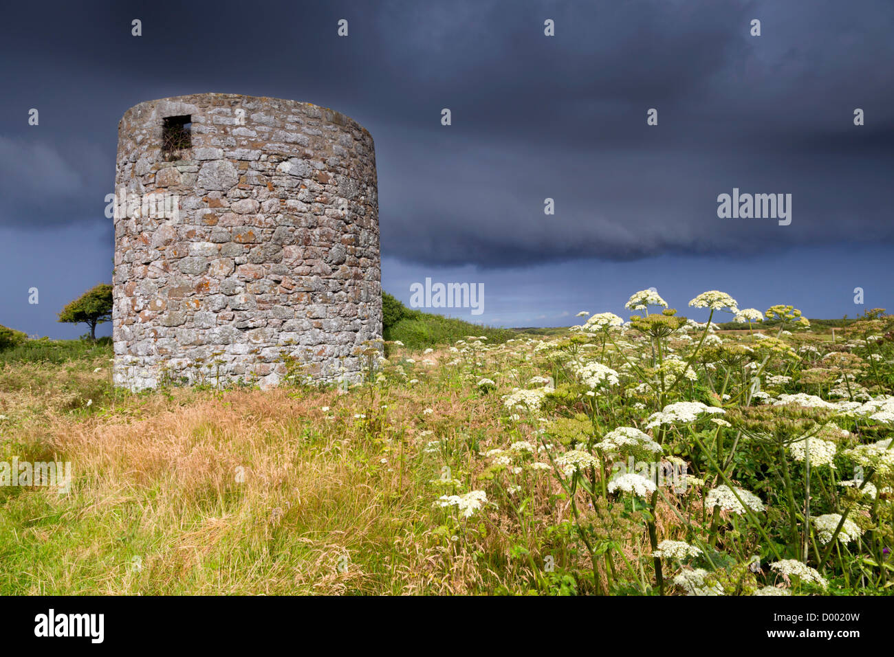 Windmill Farm; Cornwall Wildlife Trust Reserve; UK; Hogweed in ...