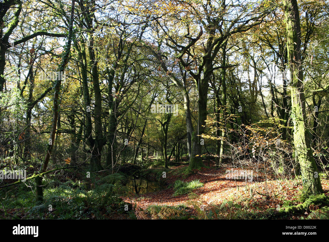 The ancient oak and beech wood by Golitha falls / River Fowey near ...