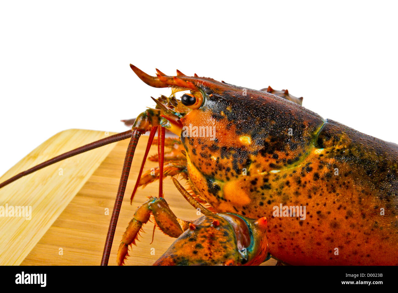 Fresh live lobster Stock Photo - Alamy
