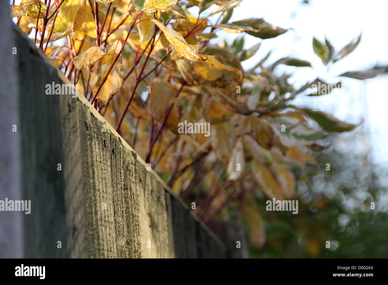 Autumn leaves growing over fence Stock Photo - Alamy