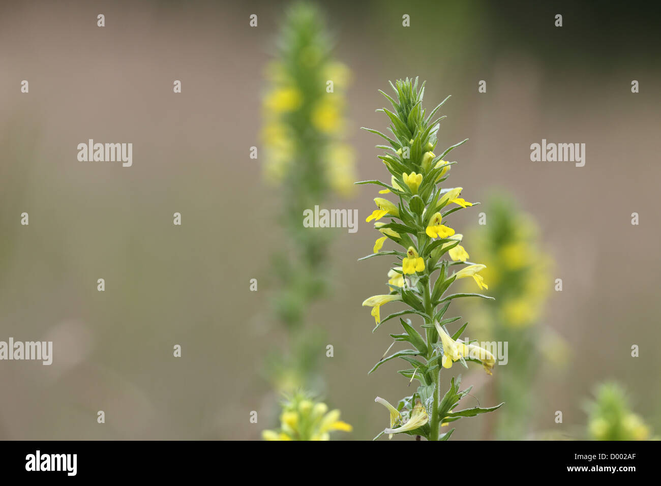 Yellow Bartsia; Parentucellia viscosa; UK Stock Photo - Alamy