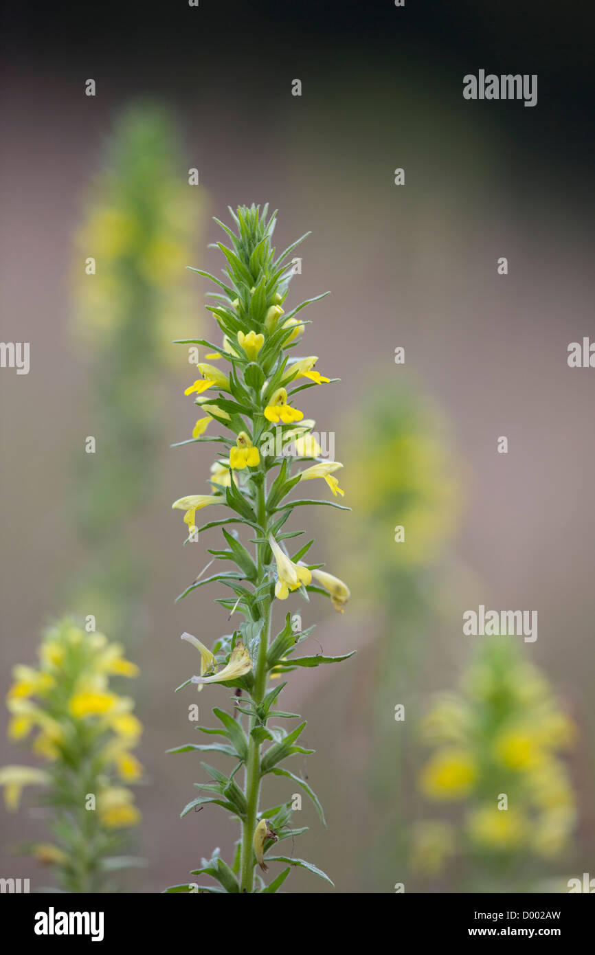 Yellow Bartsia High Resolution Stock Photography and Images - Alamy