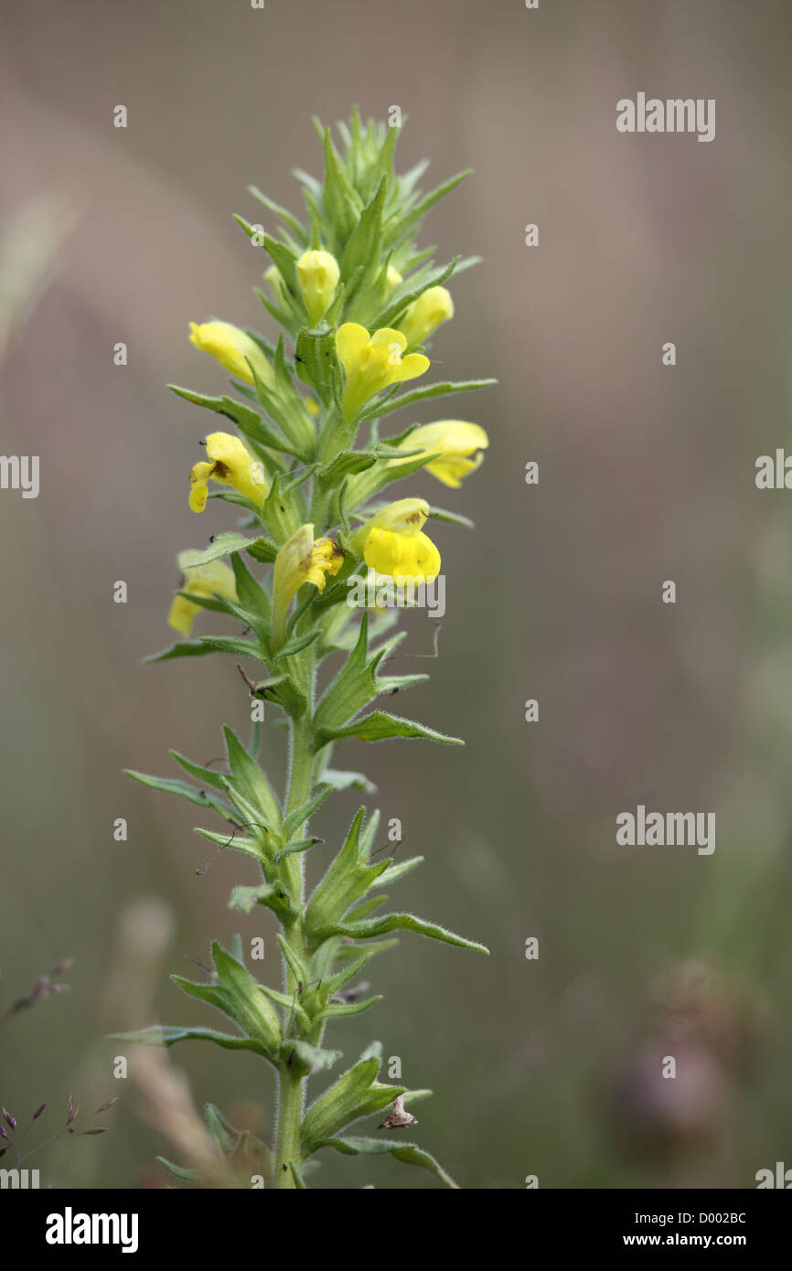 Yellow Bartsia; Parentucellia viscosa; UK Stock Photo - Alamy