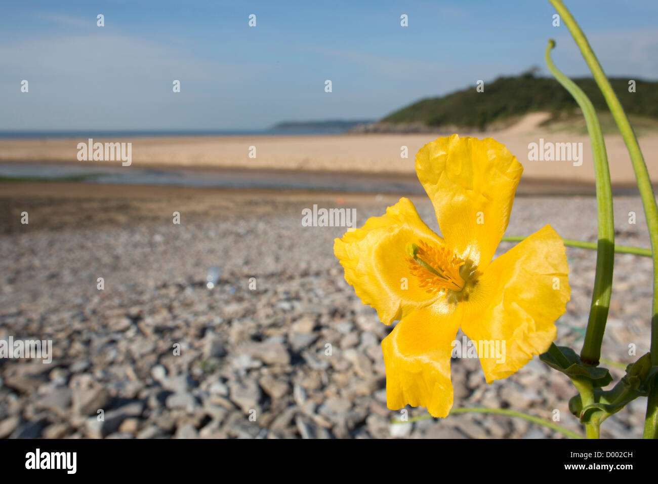 Horned poppy hi-res stock photography and images - Alamy
