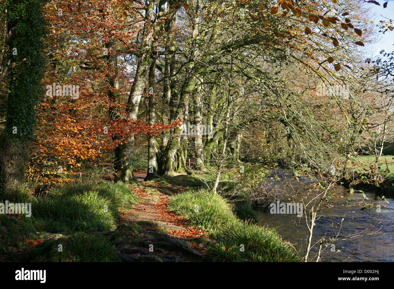 The ancient oak and beech wood by Golitha falls / River Fowey near ...