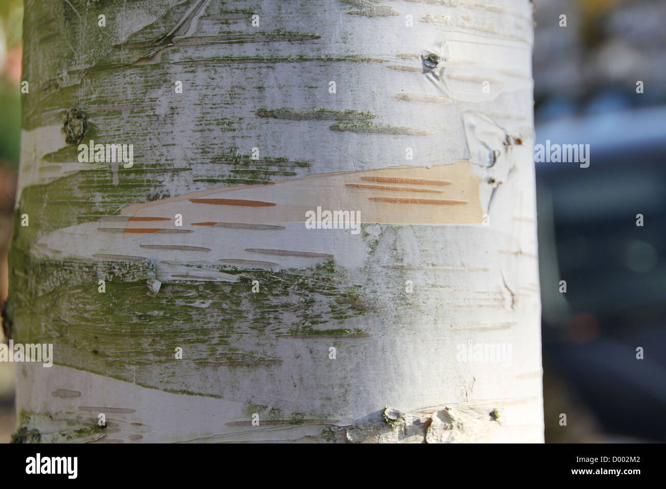 Birch tree trunk design hi-res stock photography and images - Alamy