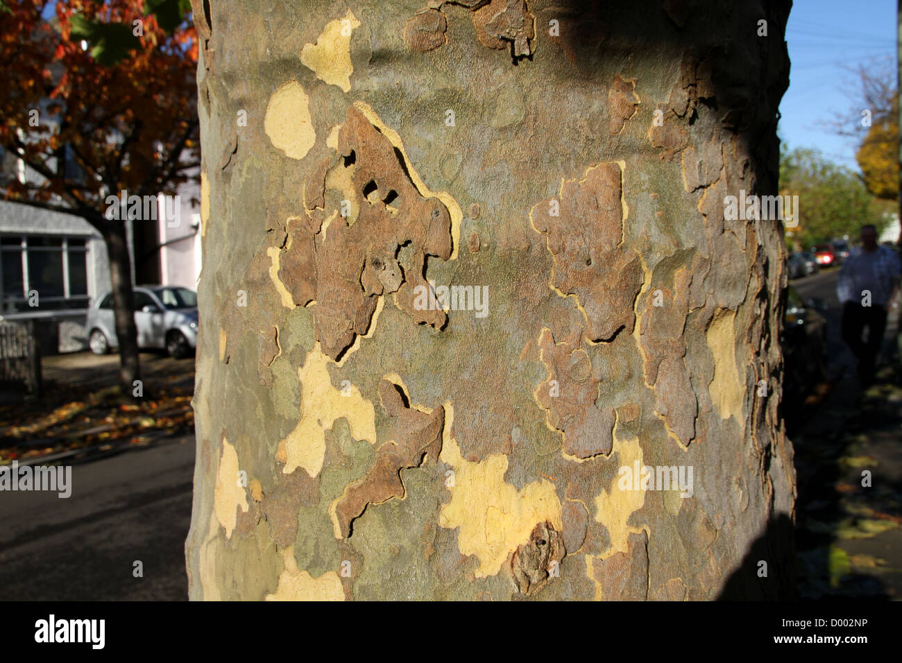 Tree trunk close up showing bark patterns Stock Photo - Alamy