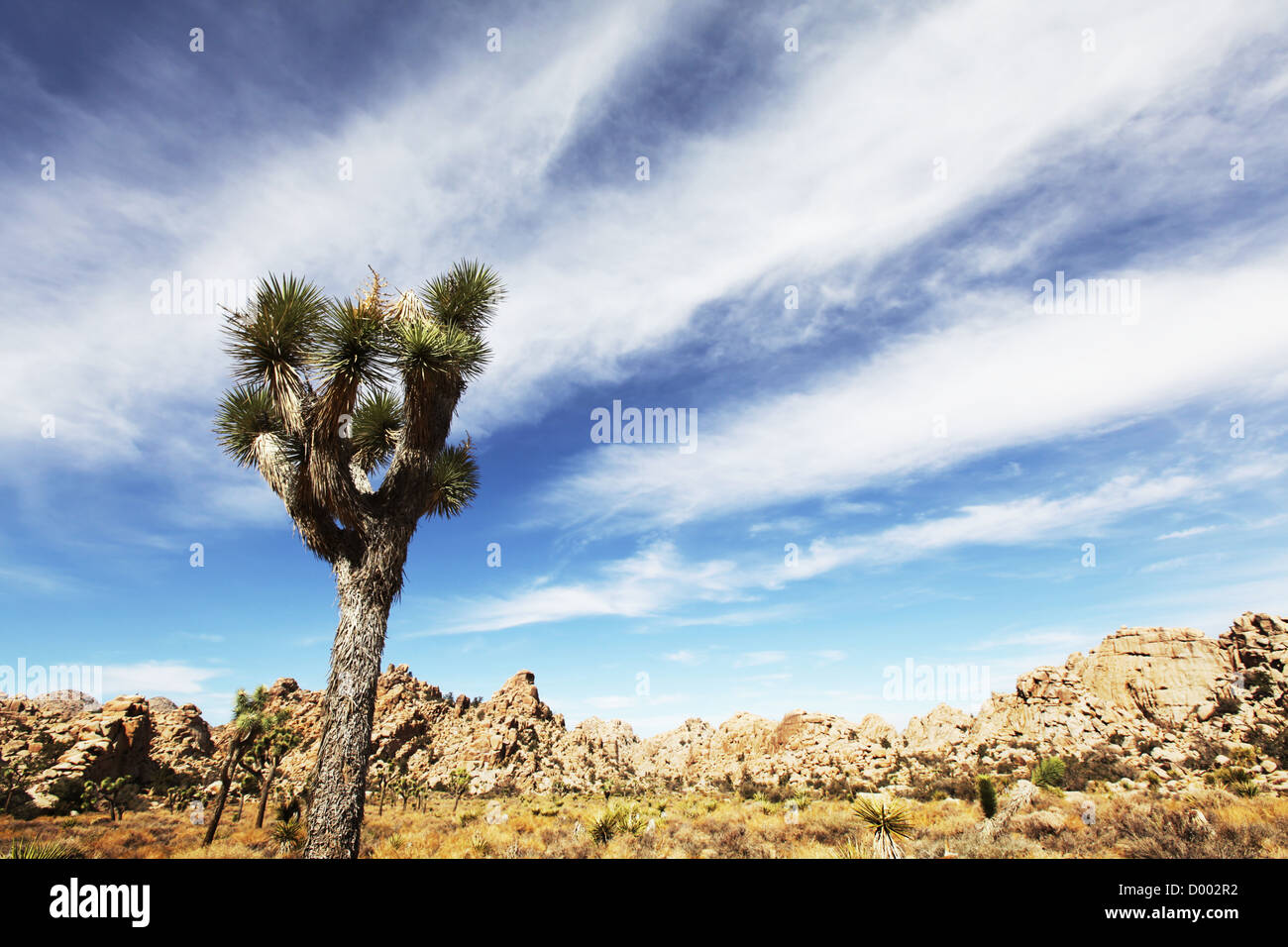 Joshua tree in desert Stock Photo - Alamy