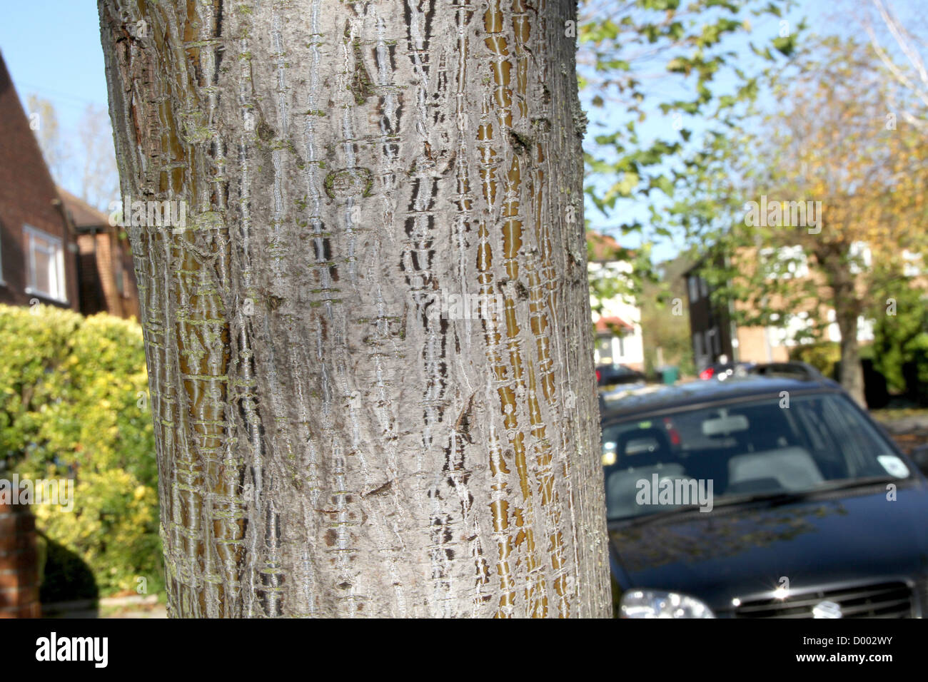 Tree trunk close up showing pattern in street Stock Photo - Alamy