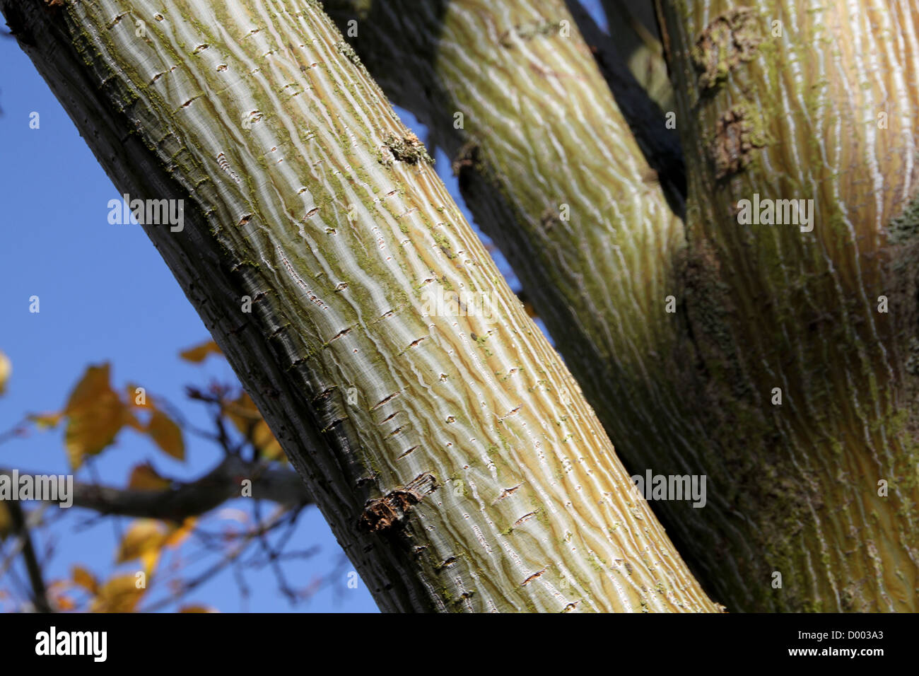 tree trunks and branches close up looking up against clear blue sky ...
