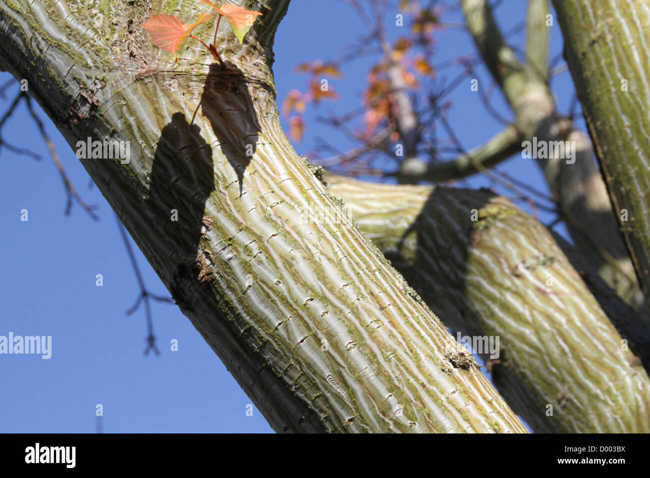 tree trunks and branches close up looking up against clear blue sky ...