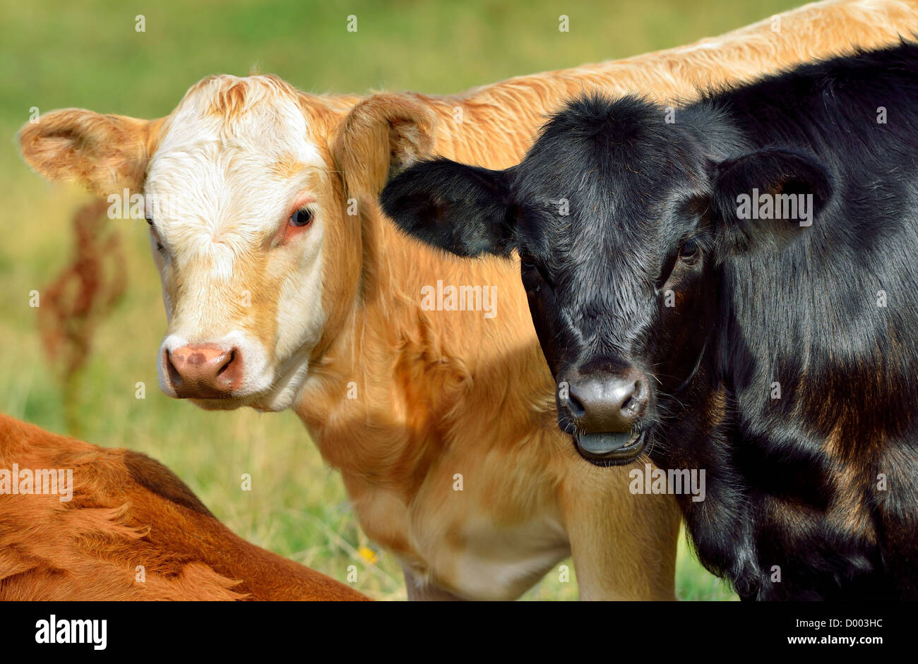 calves Stock Photo - Alamy