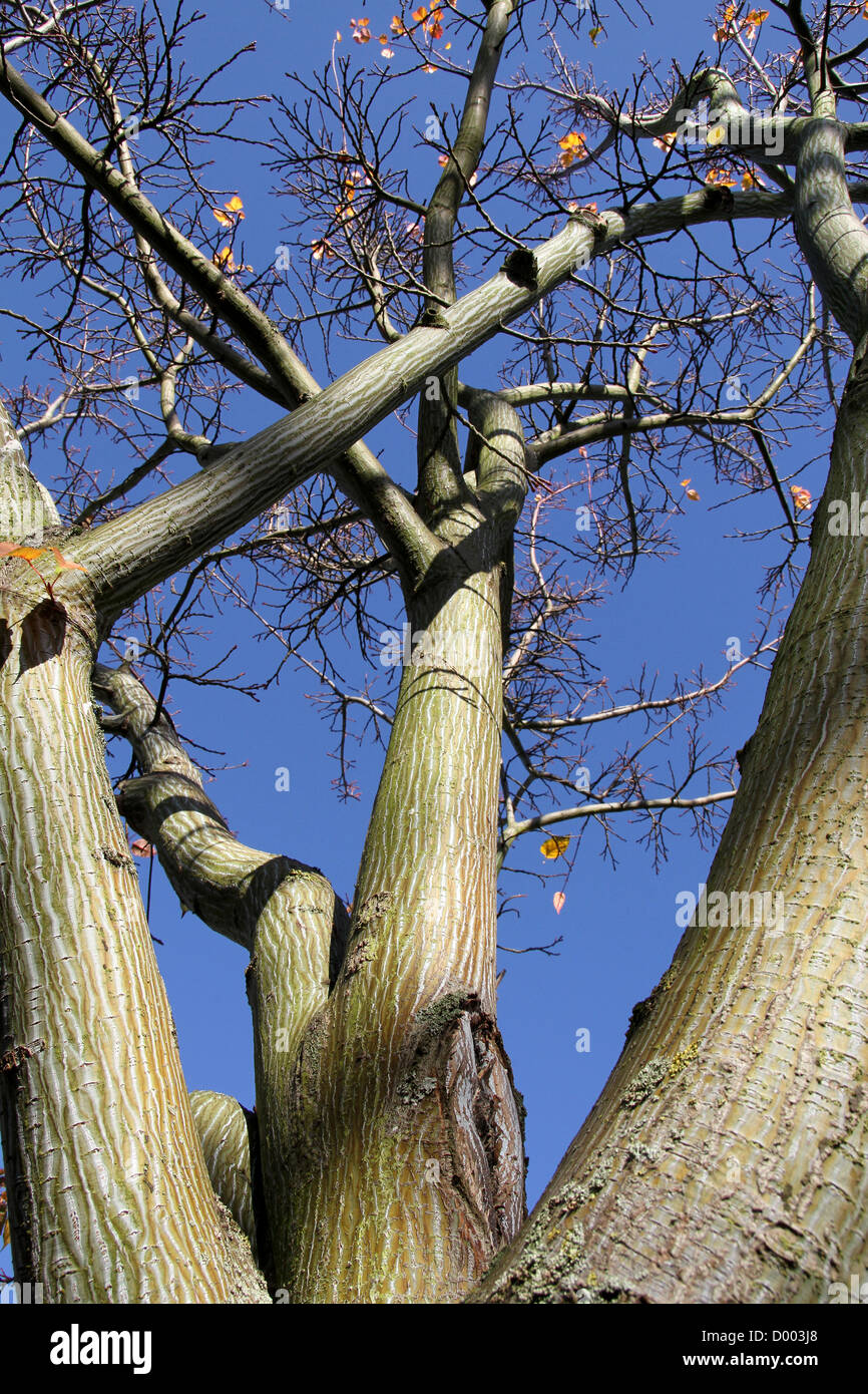 tree trunks and branches looking up against clear blue sky Stock Photo ...