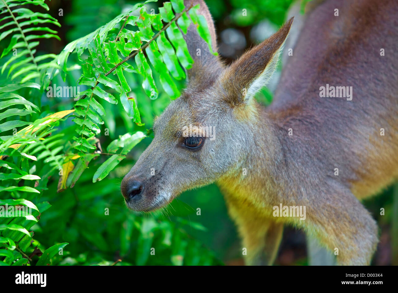 Portrait of a Kangaroo with green background Stock Photo - Alamy