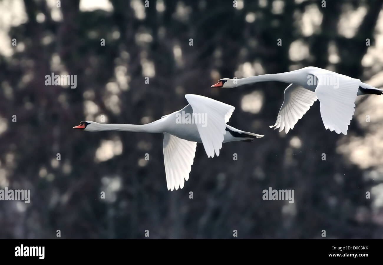 Swans in Flight Stock Photo - Alamy