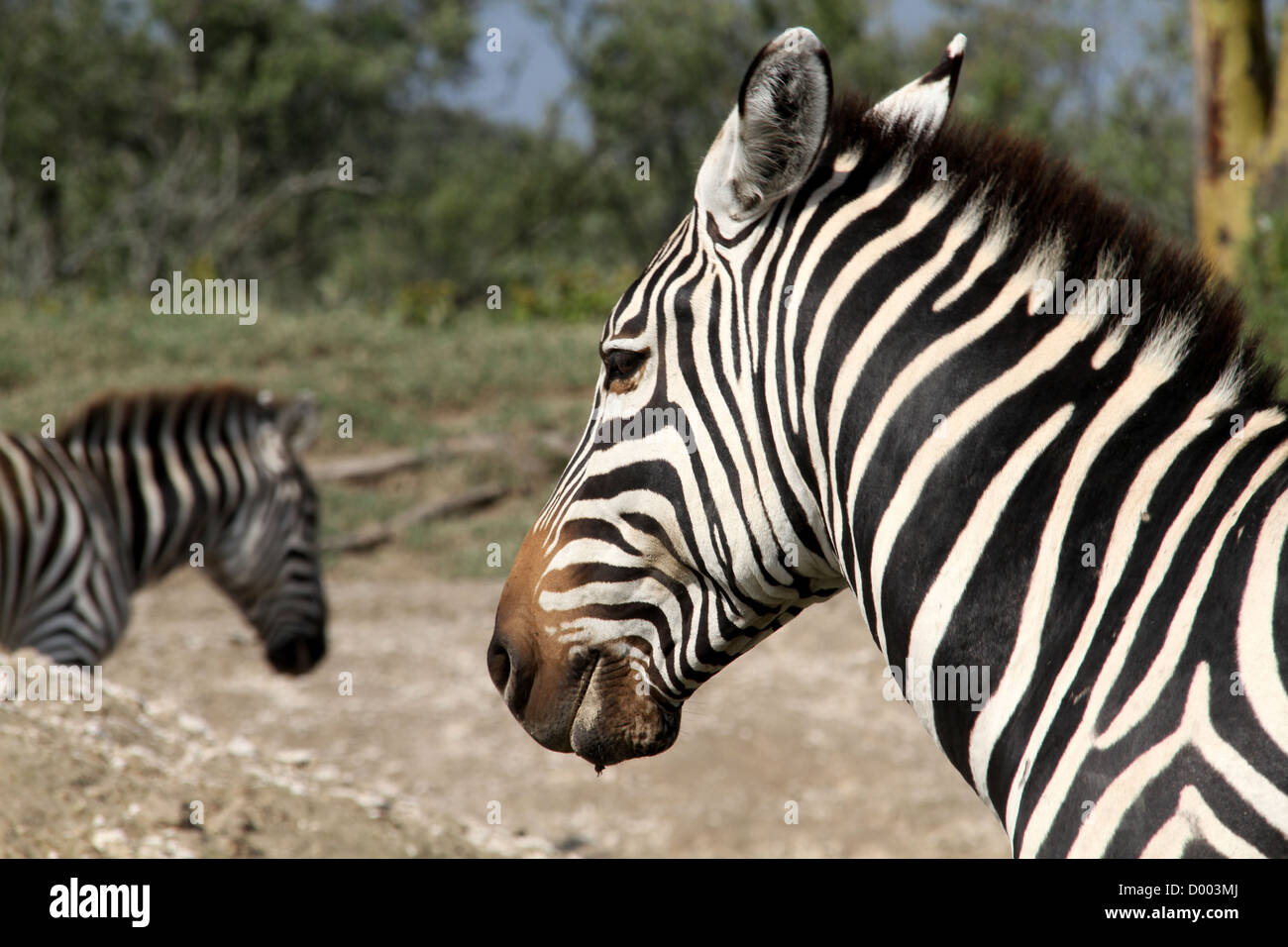 Masi pattern hi-res stock photography and images - Alamy