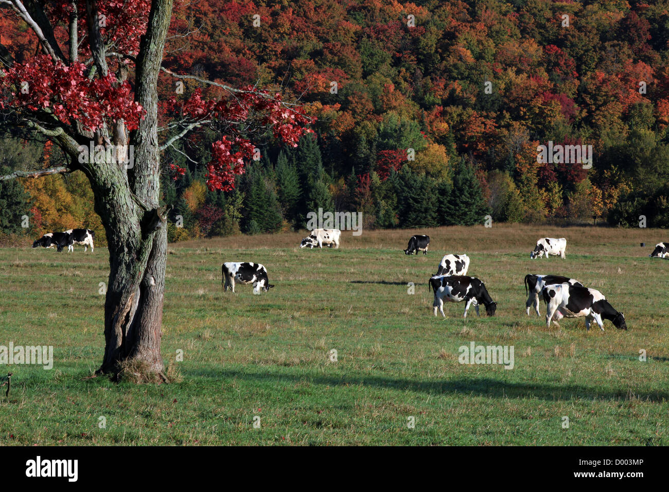 Holstein cows hi-res stock photography and images - Alamy
