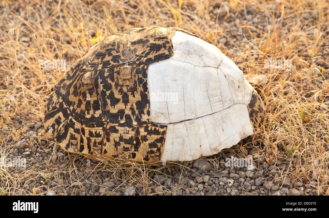 The shell of a Leopard Tortoise lies on the savanna. Serengeti National ...