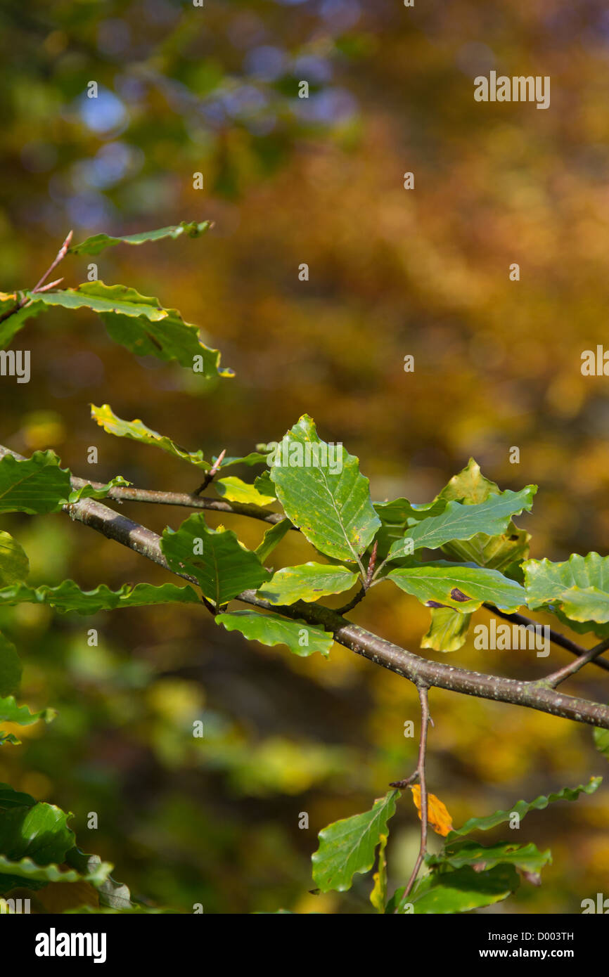 Beech tree leaves hi-res stock photography and images - Alamy