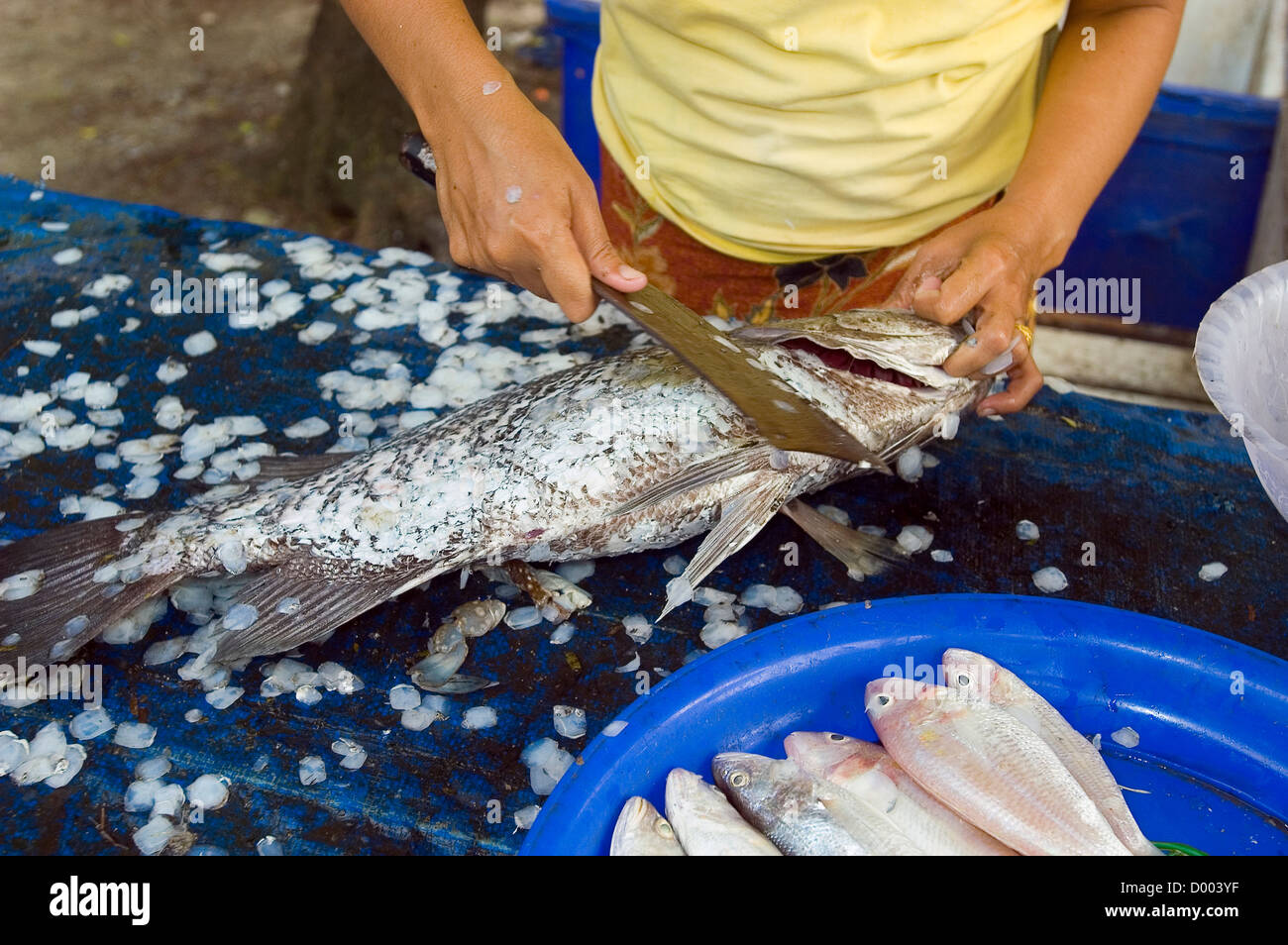 THong Yang Fishing Village. Grupa fish being de scaled Asian Prathet ...