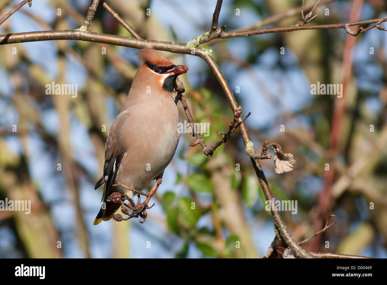 A Waxwing with a berry Stock Photo - Alamy