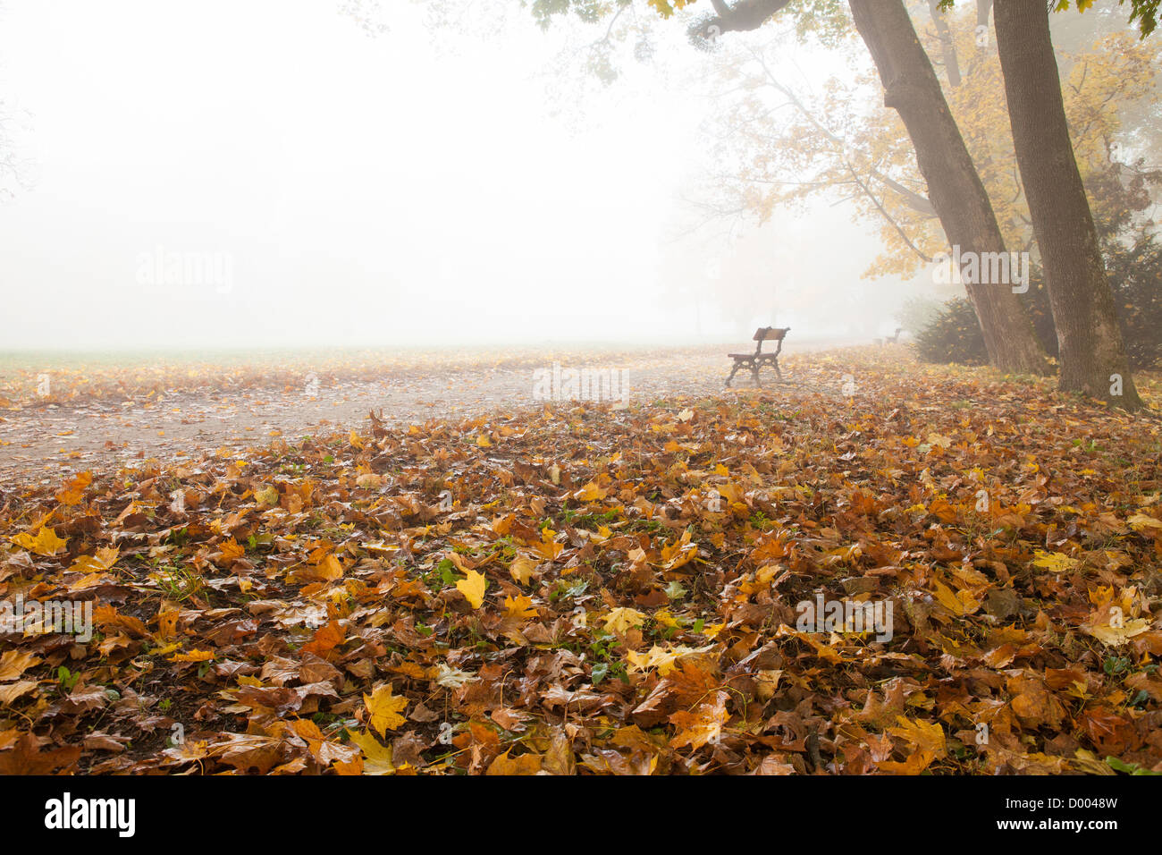 Landscape with benches in the park and fallen yellow maple leaves Stock Photo - Alamy