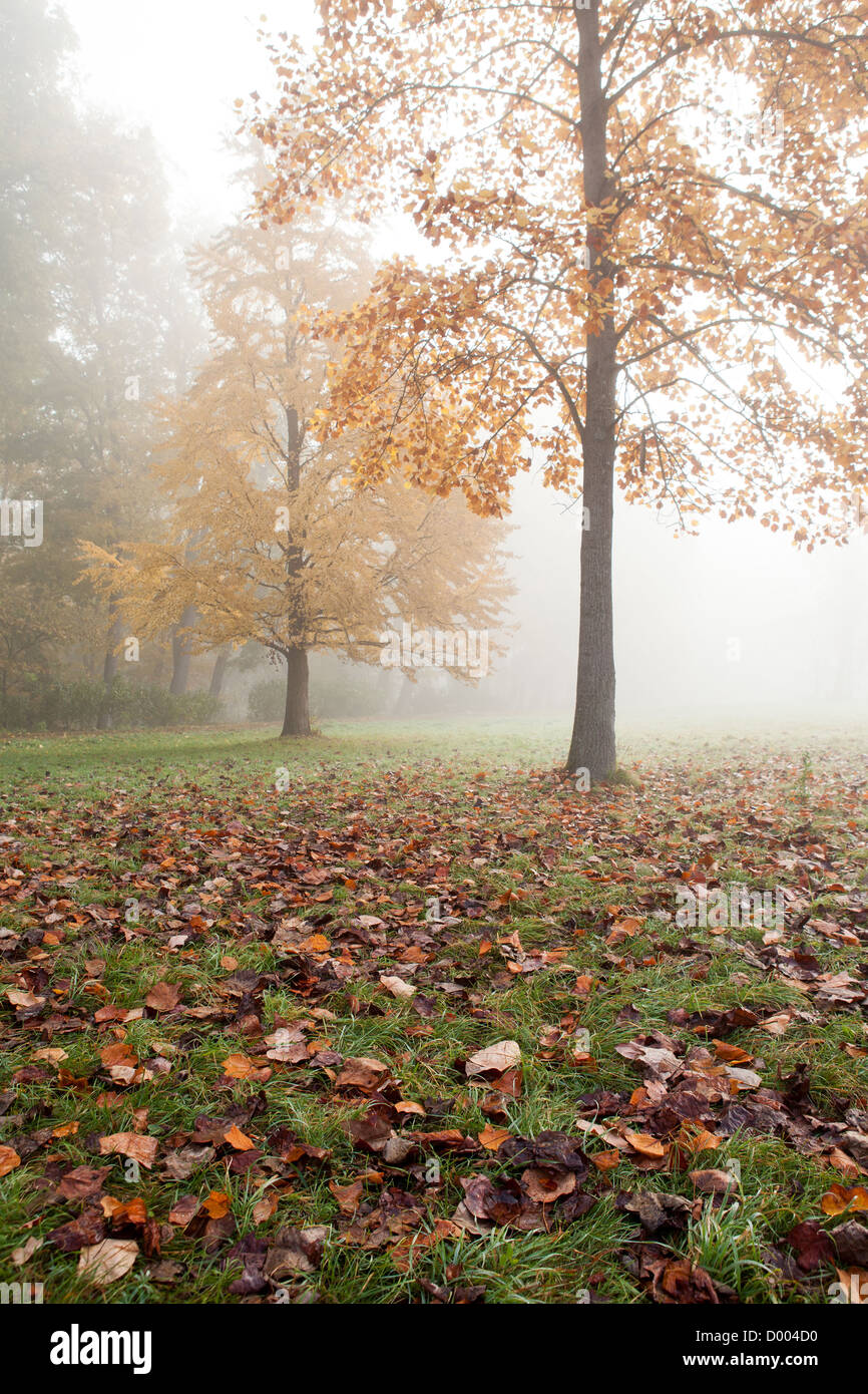 Autumn Landscape with two trees in the mist, nature Stock Photo - Alamy